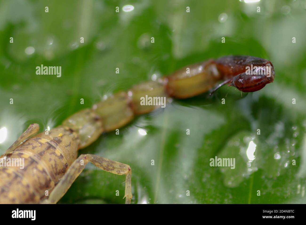 Israeli Yellow Scorpion stinger and tail. Leiurus hebraeus, the Hebrew ...
