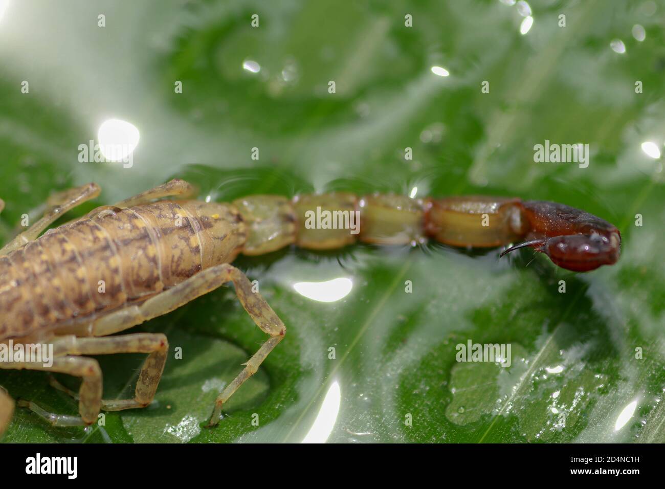 Close up of the tail and stinger of Leiurus hebraeus, the Hebrew ...