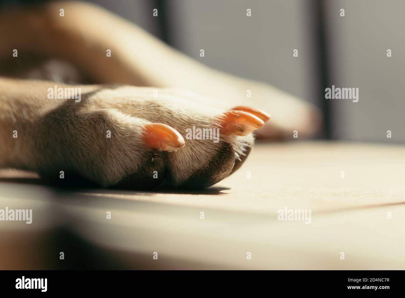 Canine nails hi-res stock photography and images - Alamy