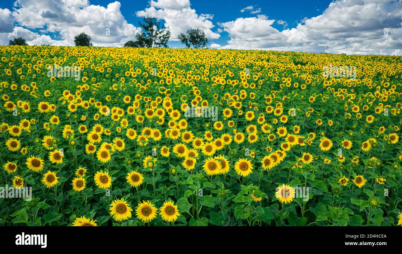 Stunning view sunflower field hi-res stock photography and images - Alamy