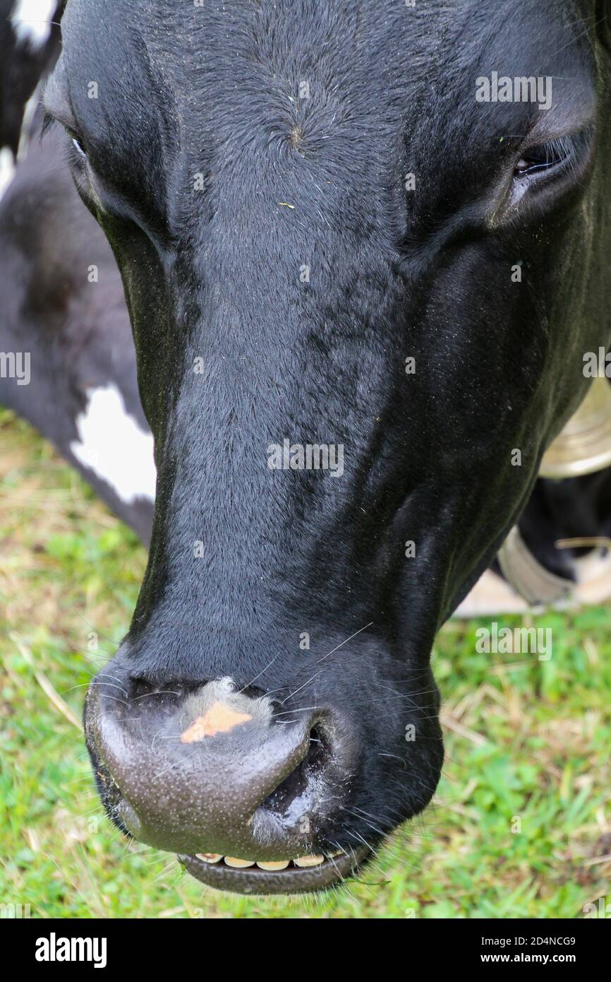 Vertical closeup shot of the face of a cow grazing in green alpine ...