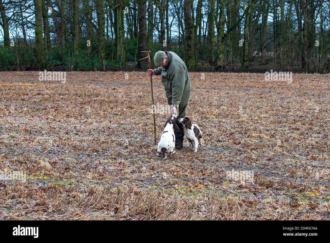 Working the spaniels. Gund dogs at work on a driven shoot in Lancashire ...