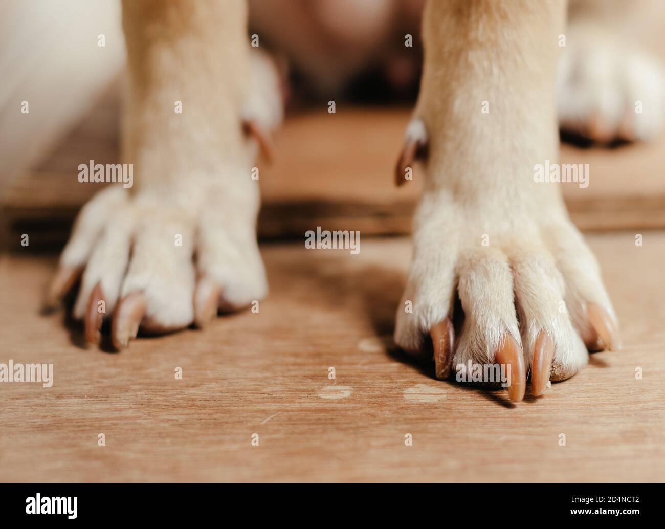 Closeup dog hi-res stock photography and images - Alamy