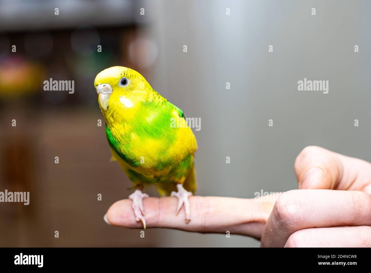 a yellow-green wavy parrot sits on a man s hand Stock Photo - Alamy
