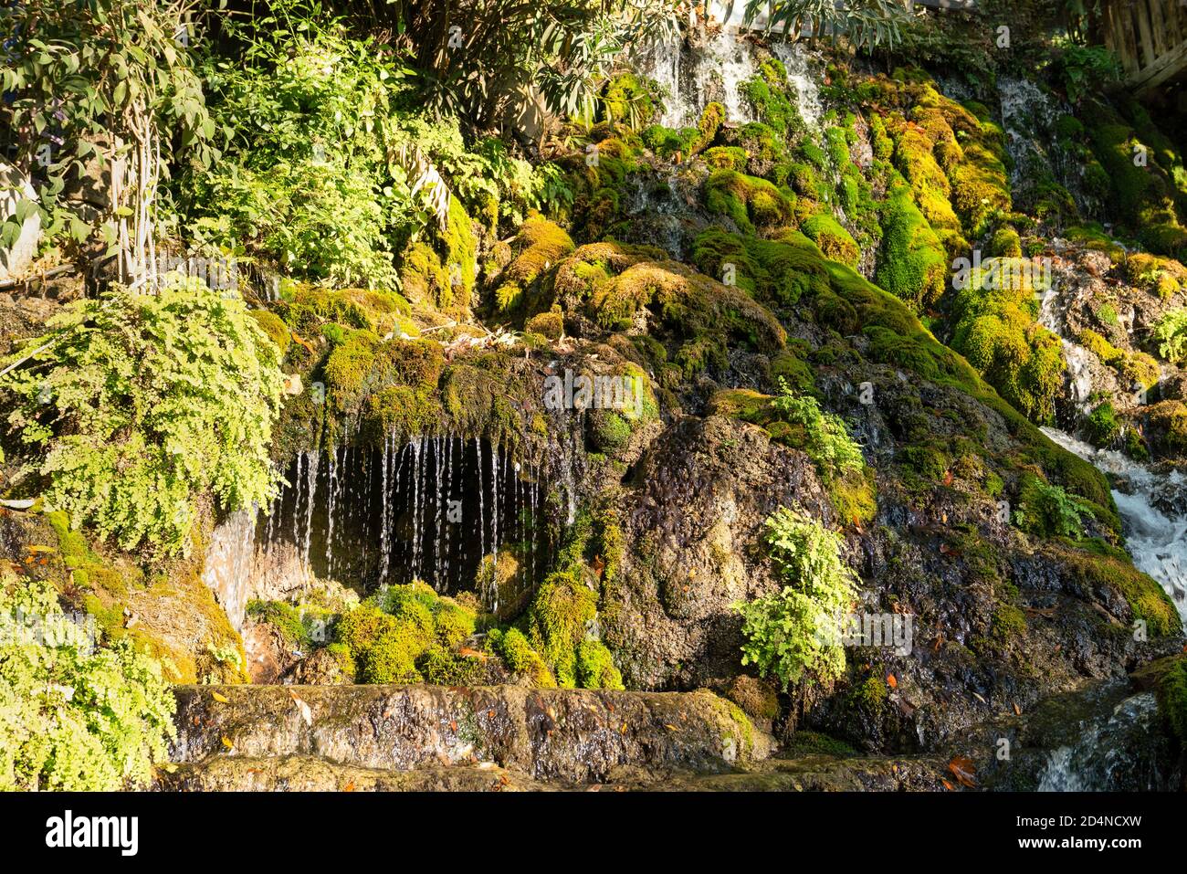 Green and yellow moss with dripping water droplets. Beautiful tropical ...
