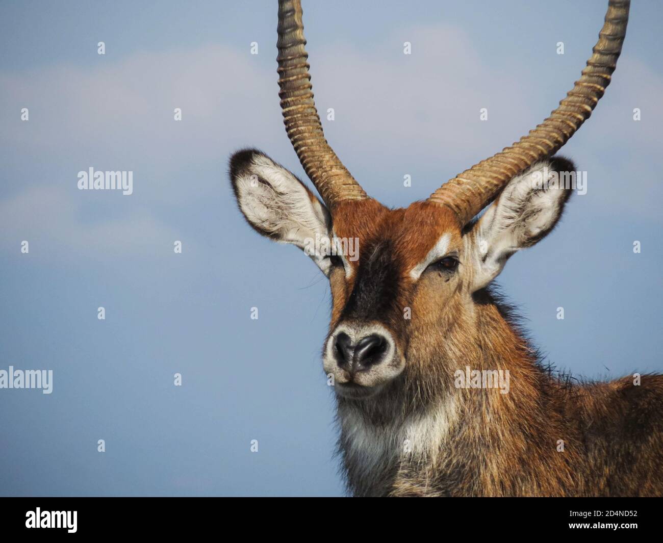 Male waterbuck hi-res stock photography and images - Alamy