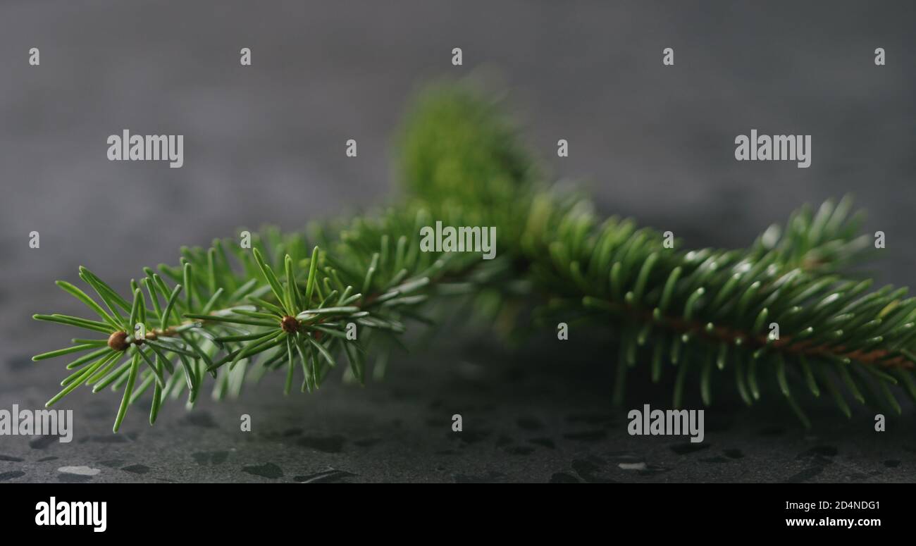 spruce twig on terrazzo countertop , wide photo Stock Photo - Alamy
