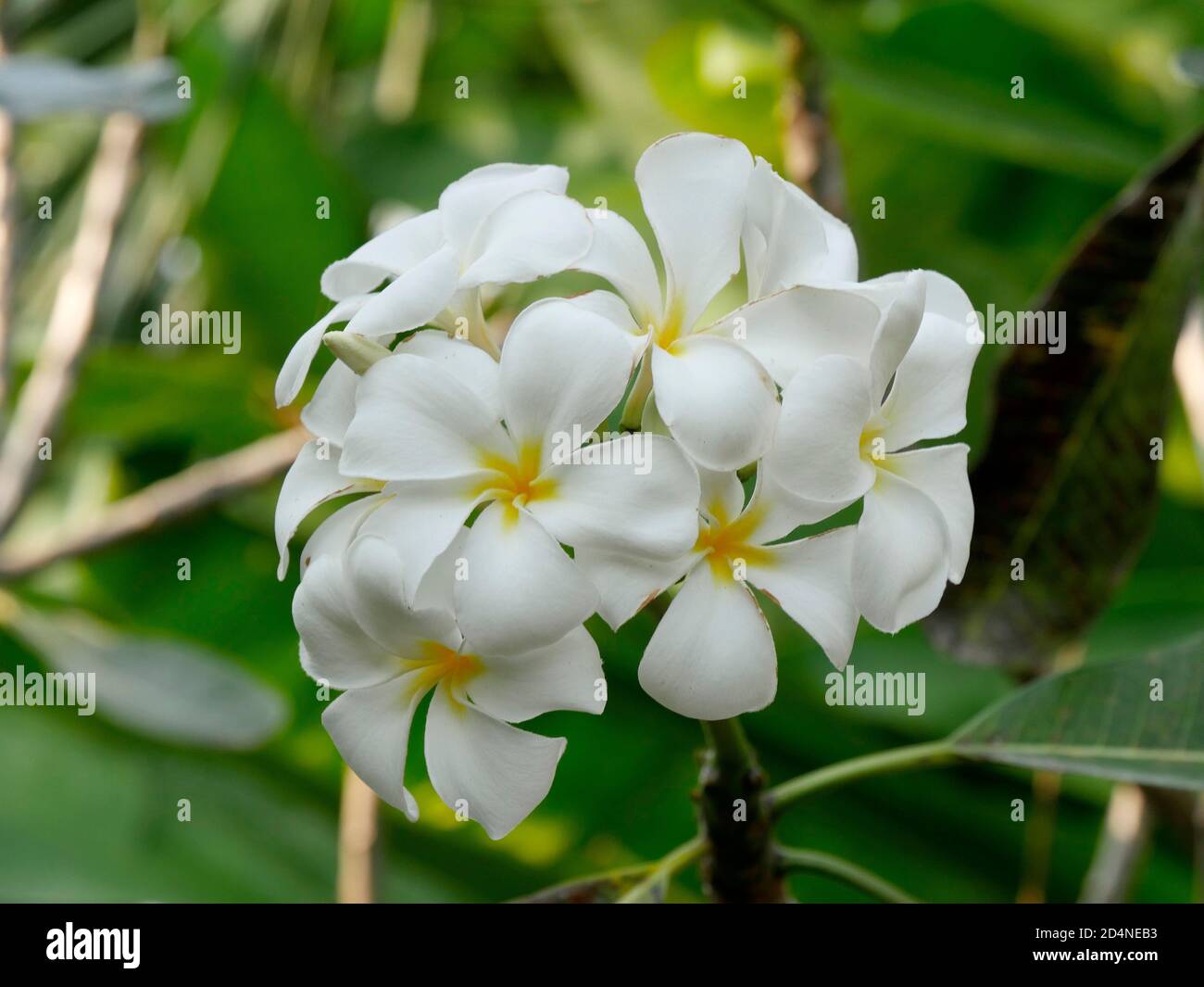 Vietnam, Quang Nam Province, Hoi An City, Frangipani Tree, plumeria sp ...