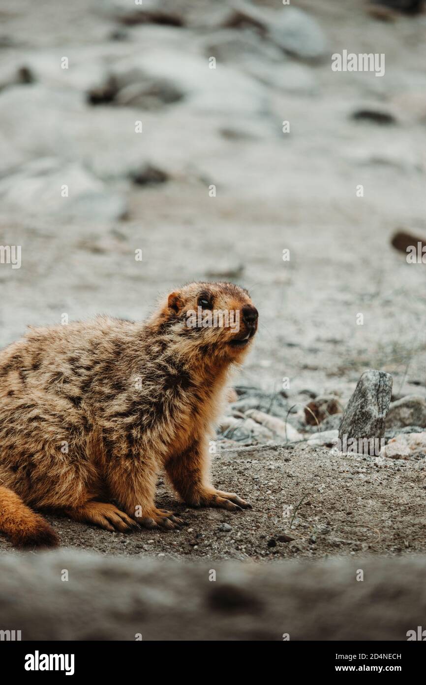 Portrait of Himalayan Marmot sitting in the area of Pangong lake Stock ...