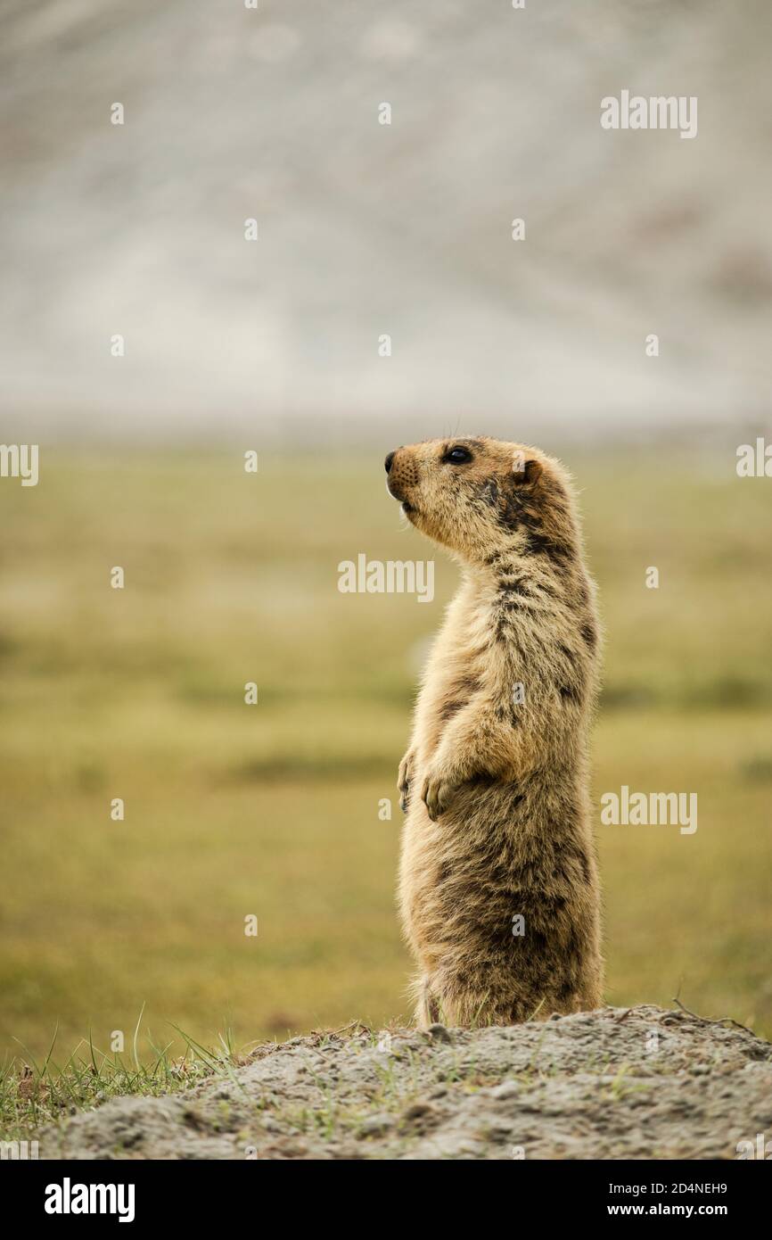 Himalayan ecosystem hi-res stock photography and images - Alamy