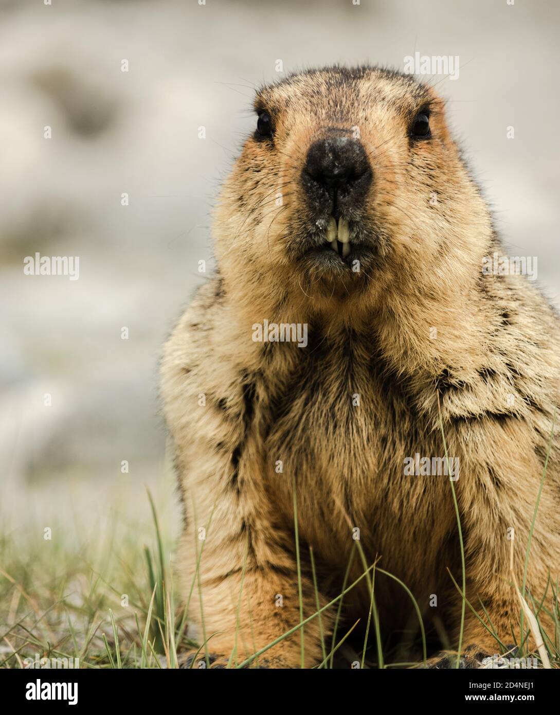 Portrait of Himalayan Marmot sitting in the area of Pangong lake Stock ...