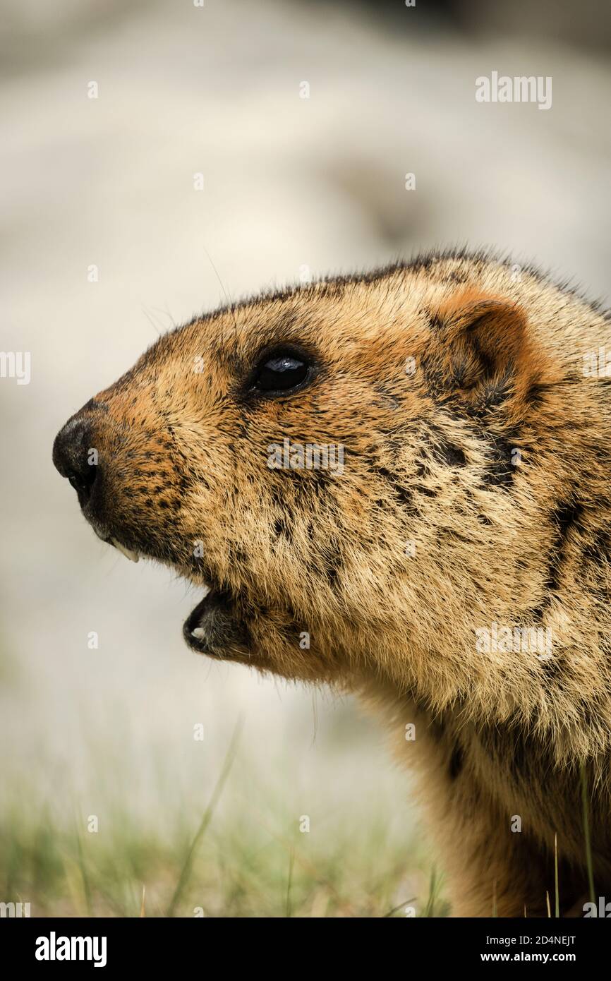 Portrait of Himalayan Marmot sitting in the area of Pangong lake Stock ...