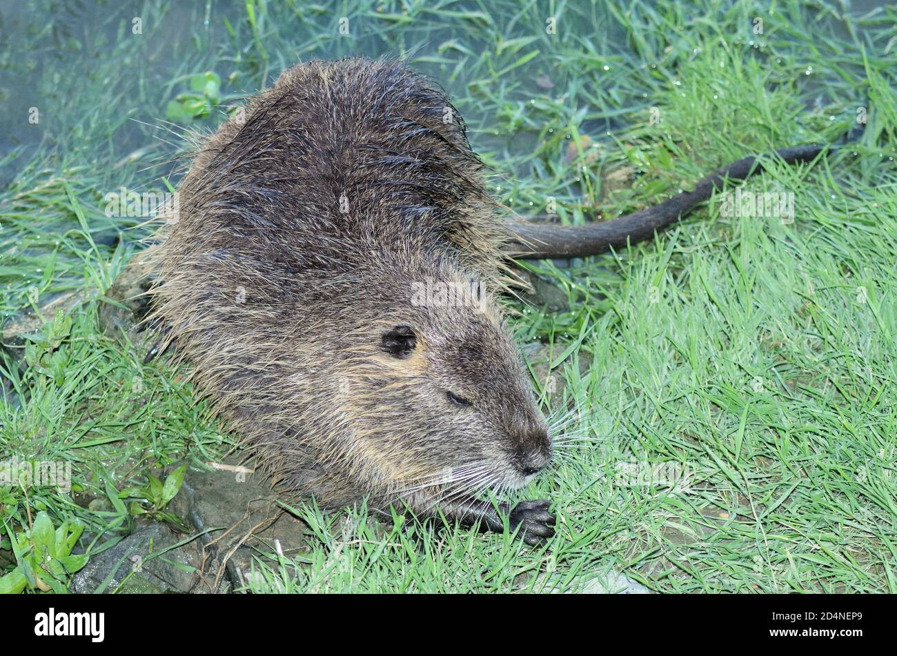 a close view of nutria standing in the grass Stock Photo - Alamy