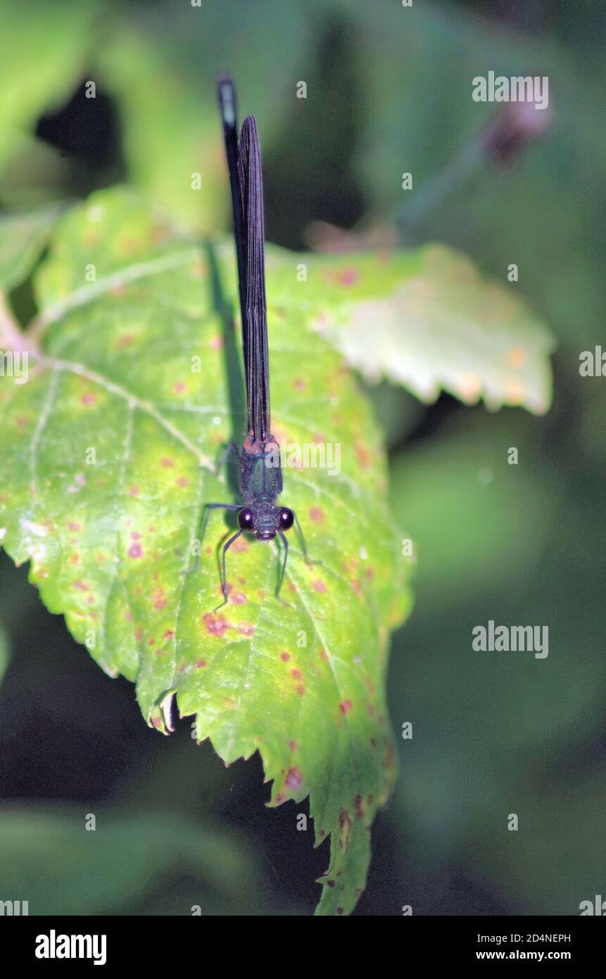 Dragonfly standing hi-res stock photography and images - Alamy