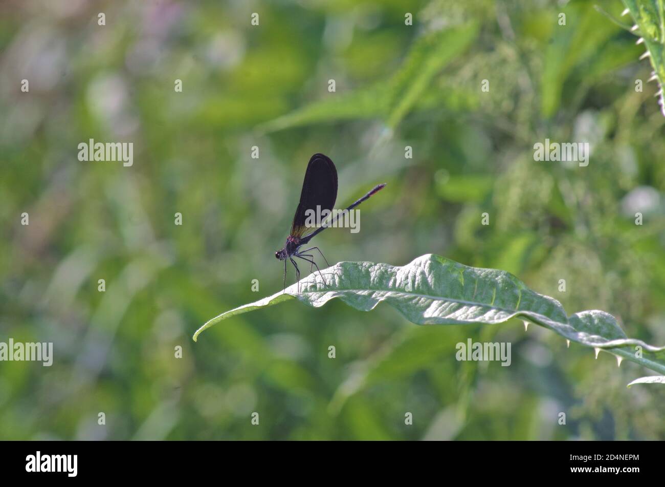 Dragonfly standing hi-res stock photography and images - Alamy