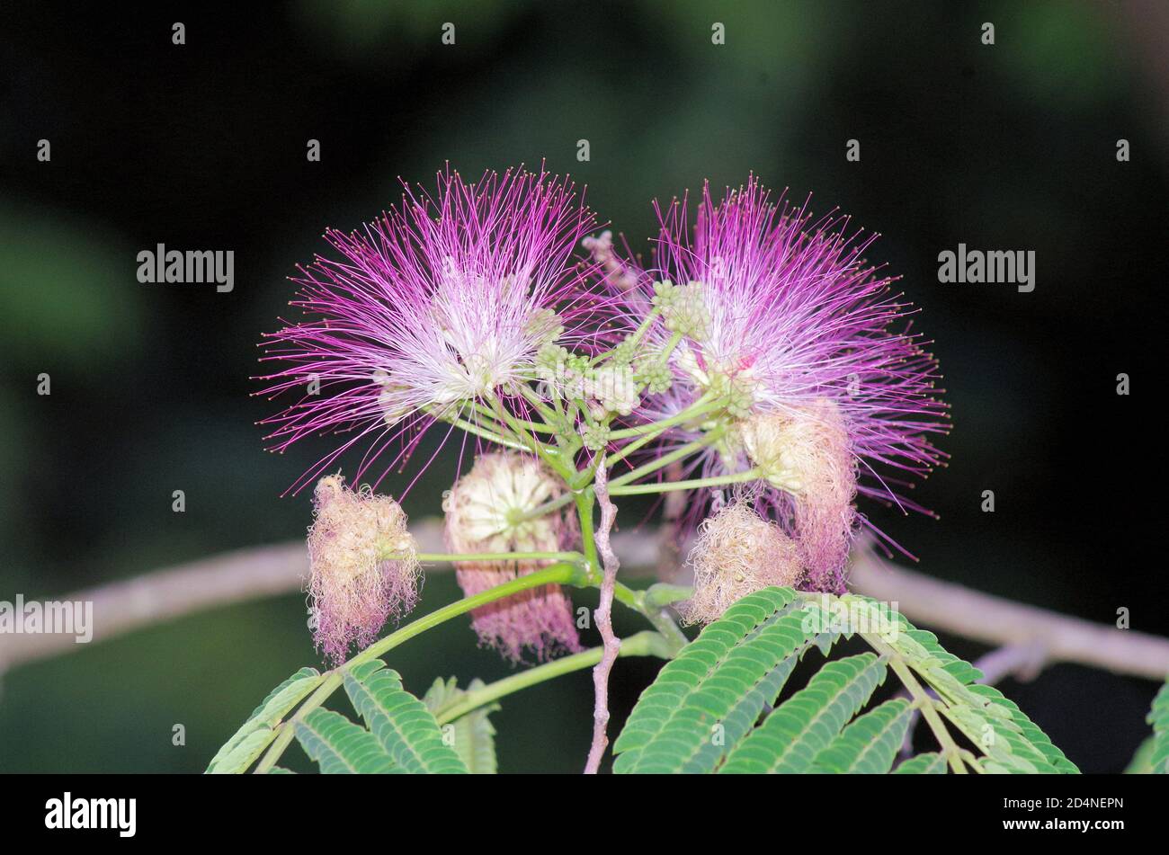 Exploding flower hi-res stock photography and images - Alamy