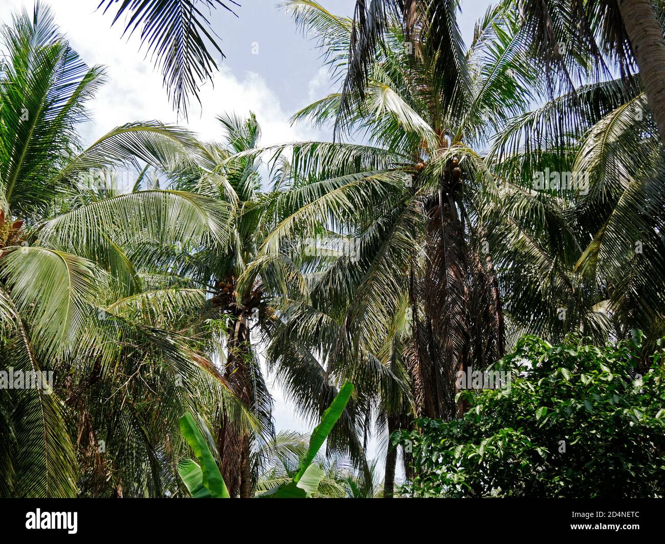 Vietnam, Mekong Delta, coconut Tree Stock Photo - Alamy