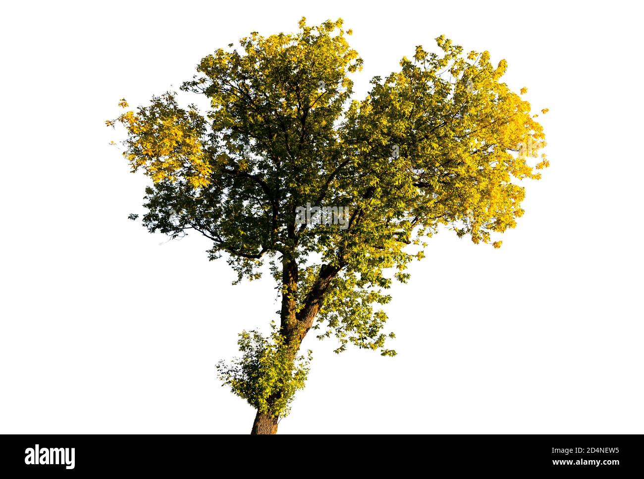 Deciduous tree isolated on white background Stock Photo - Alamy