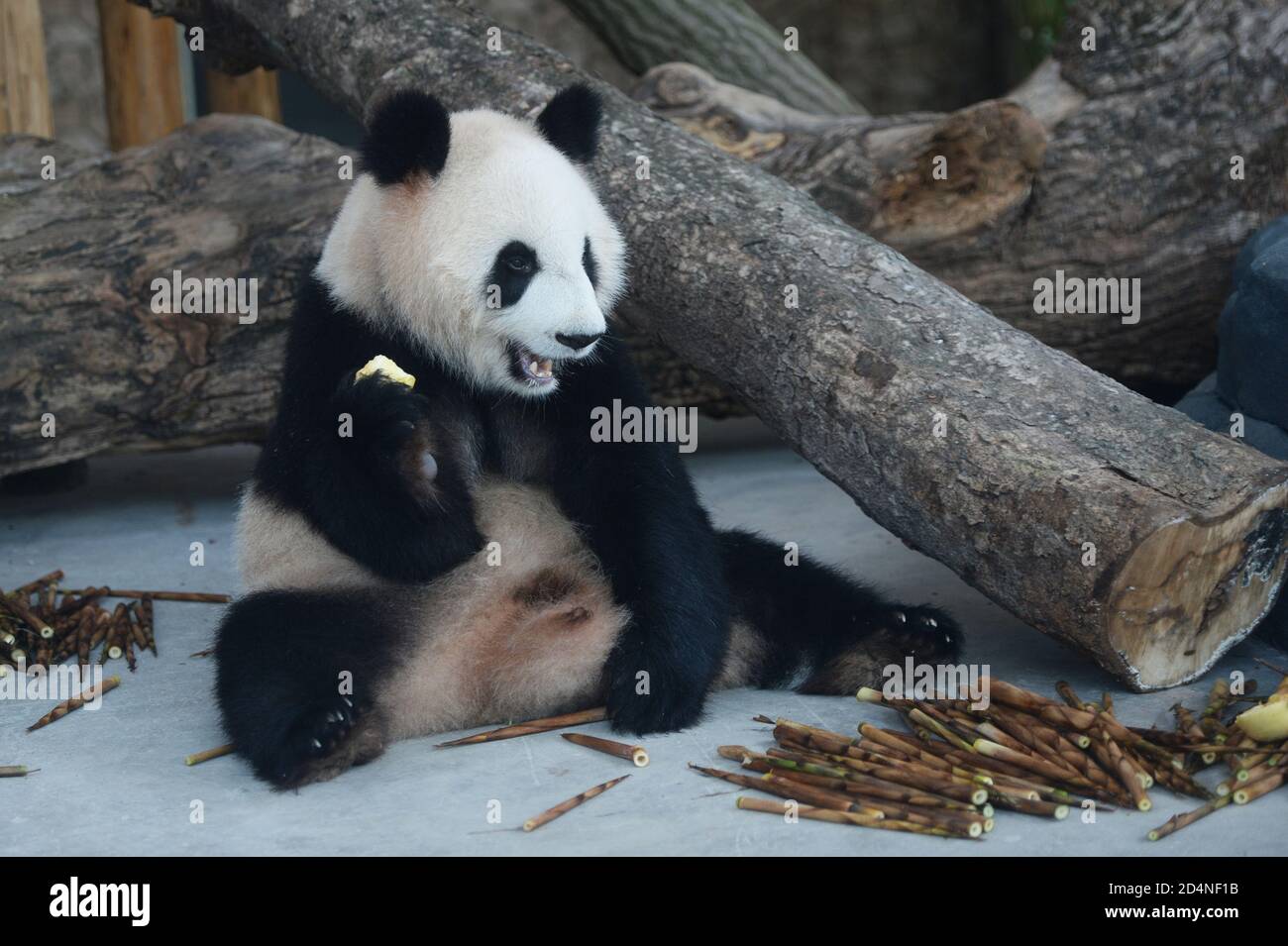 (201010) -- CHANGSHA, Oct. 10, 2020 (Xinhua) -- Giant panda "Damei ...