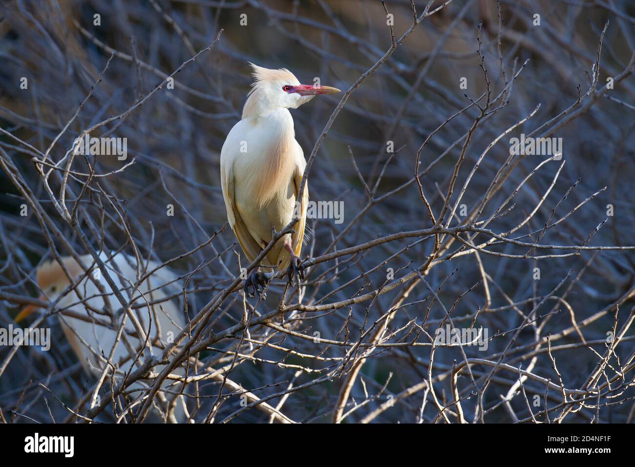 Horizontal shot cattle egret hi-res stock photography and images - Alamy