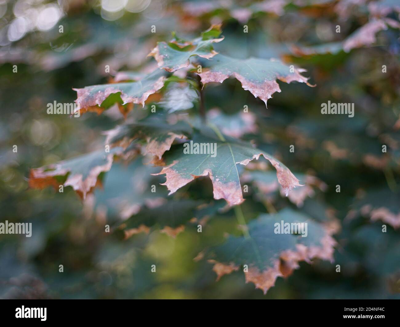 Selective focus shot of autumn leaves with dry edges on the tree Stock ...