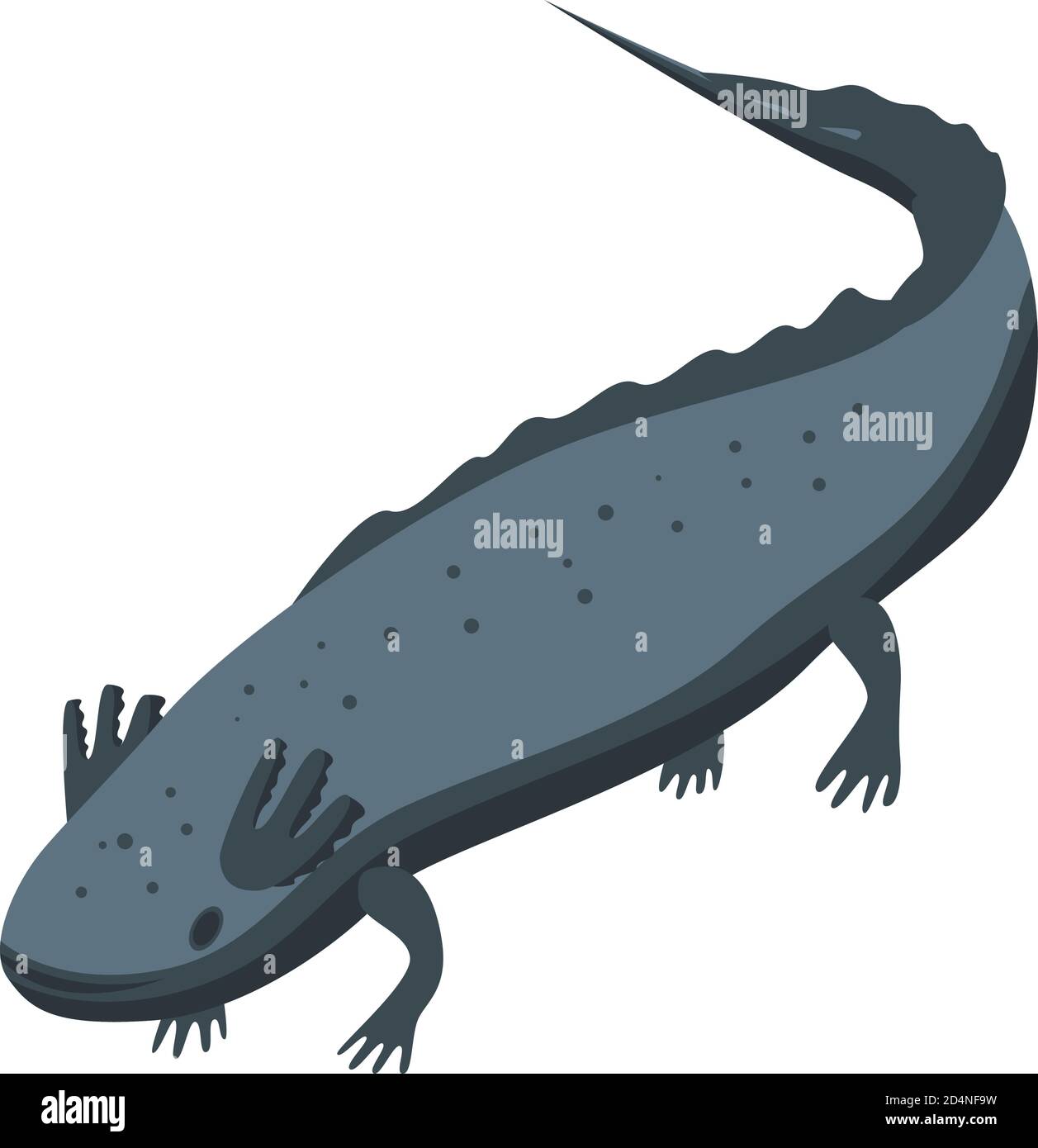 White axolotl ambystoma mexicanum neotenic Stock Vector Images - Alamy