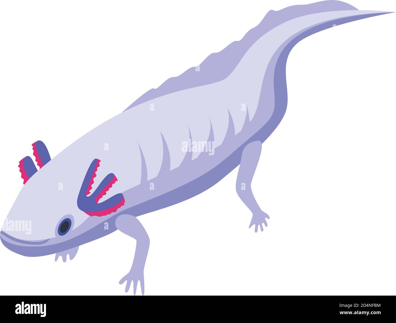 Axolotl reptile animal Cut Out Stock Images & Pictures - Alamy