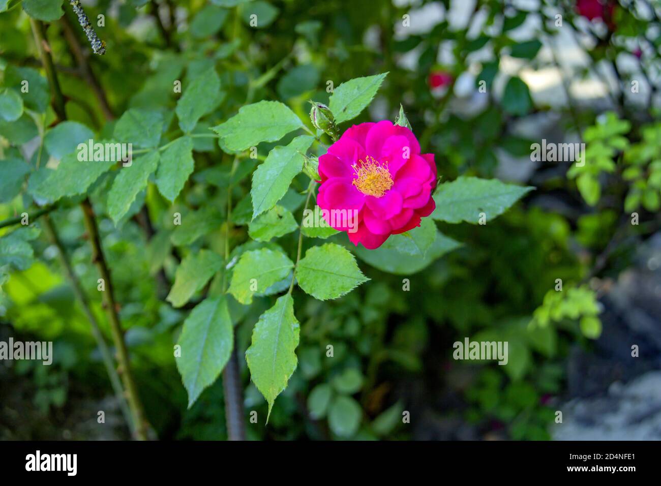 bright bush of pink oses with one blooming flower outside in the summer ...
