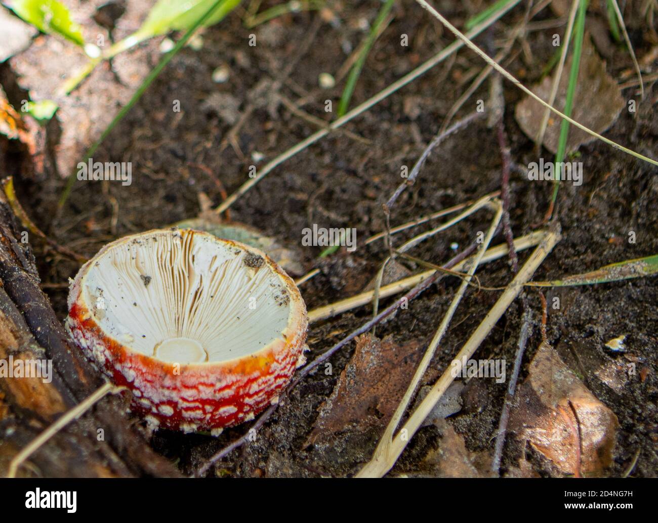 destroyed poisonous toadstool with its loud red cap lies on the forest ...
