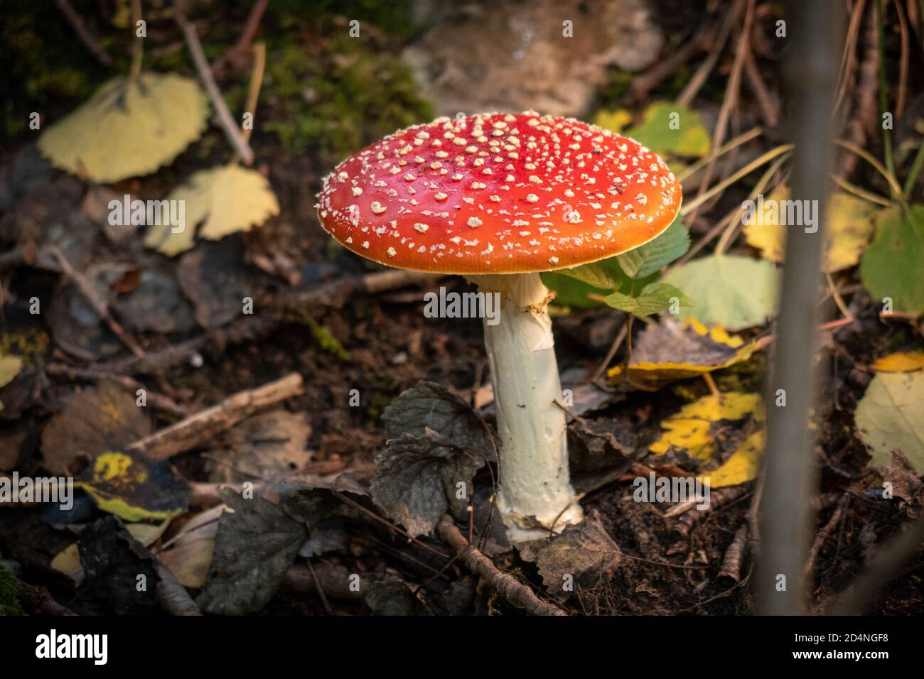 a large poisonous toadstool with its loud red cap stands on the forest ...