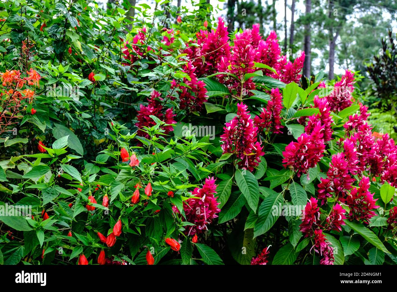 Pink and red flowers on top of green bush in a forrest in cuba Stock ...