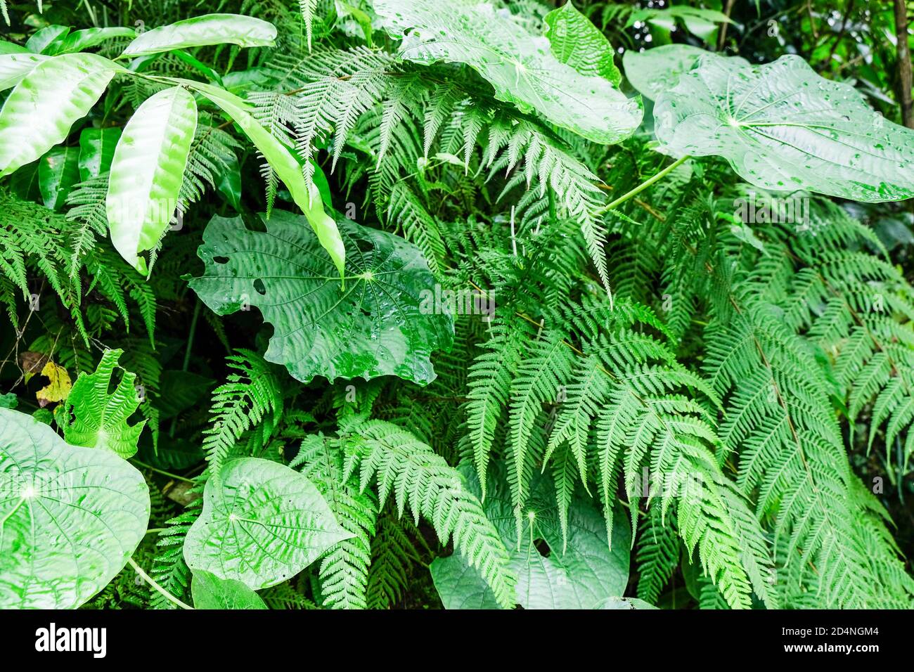 Close up of green leaves of different plant from the forrest in cuba ...