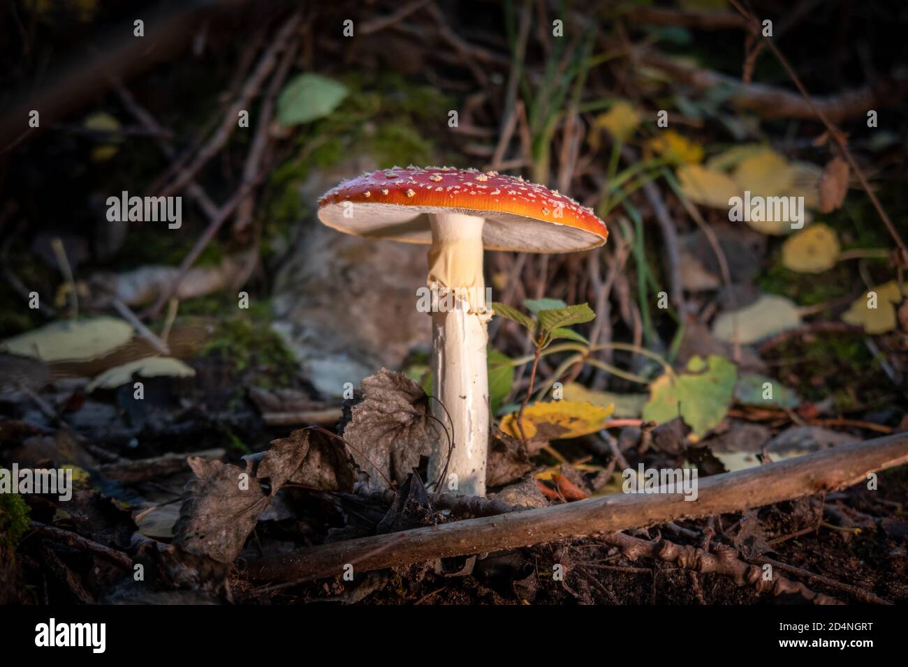 a large poisonous toadstool with its loud red cap stands on the forest ...