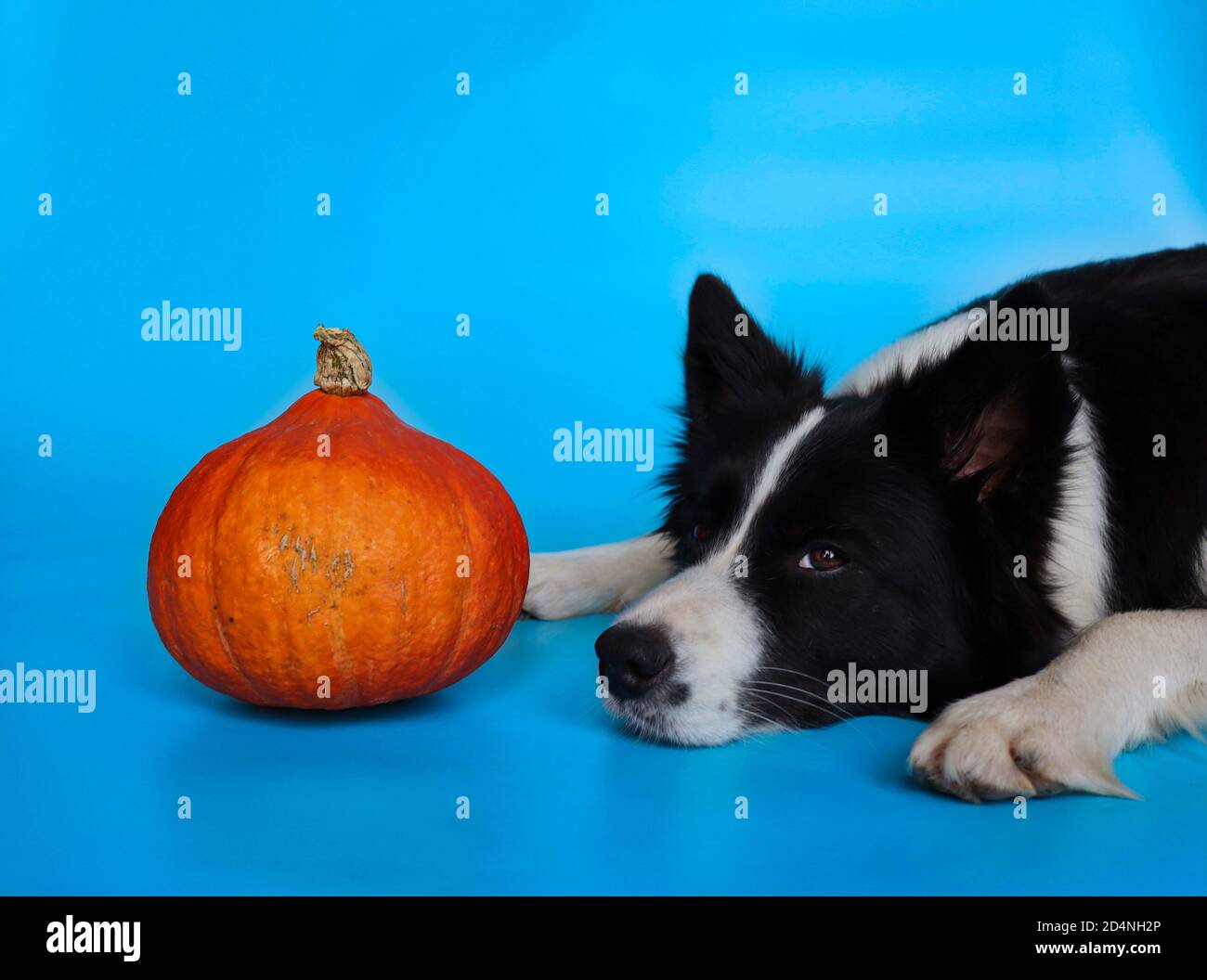 Lying Border Collie with Orange Pumpkin Isolated on Blue Background ...