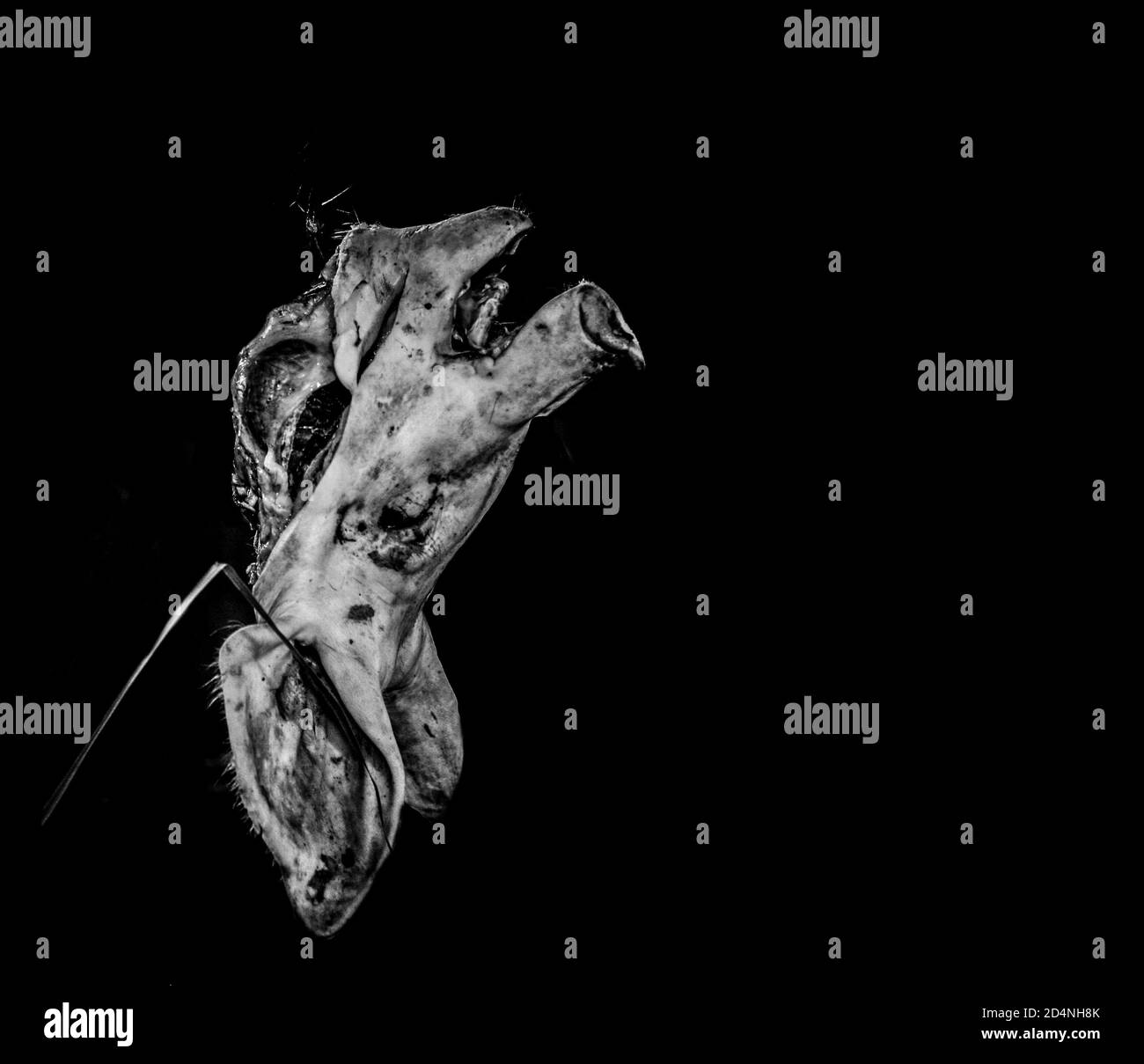 Pork parts hi-res stock photography and images - Alamy