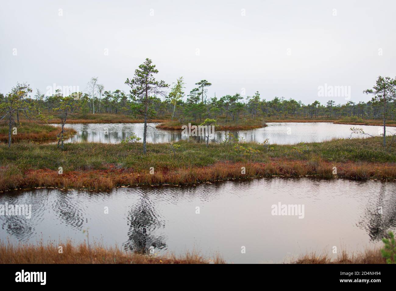 landscape with swamp lakes in autumn Stock Photo - Alamy