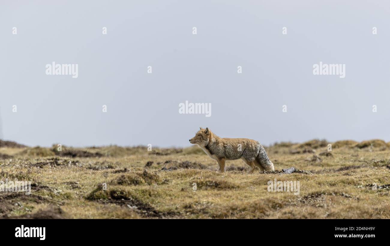 Tibetan fox hi-res stock photography and images - Alamy