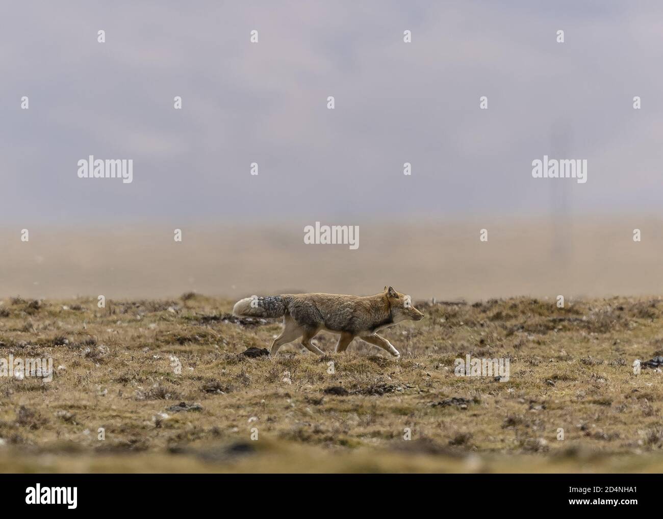 Beautiful shot of a Tibetan Sand Fox in an arid environment Stock Photo ...