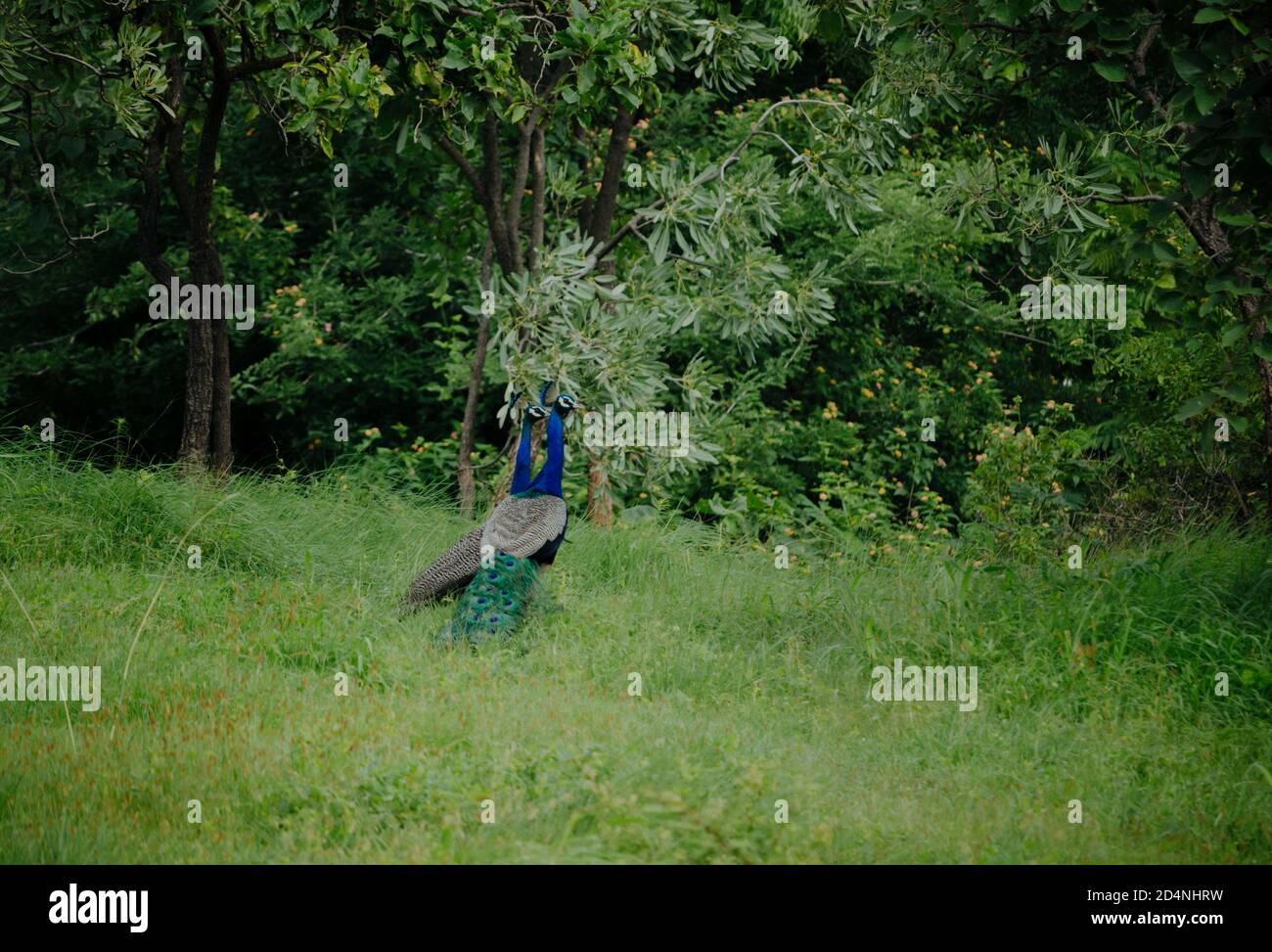 two peacocks in the woods Stock Photo - Alamy