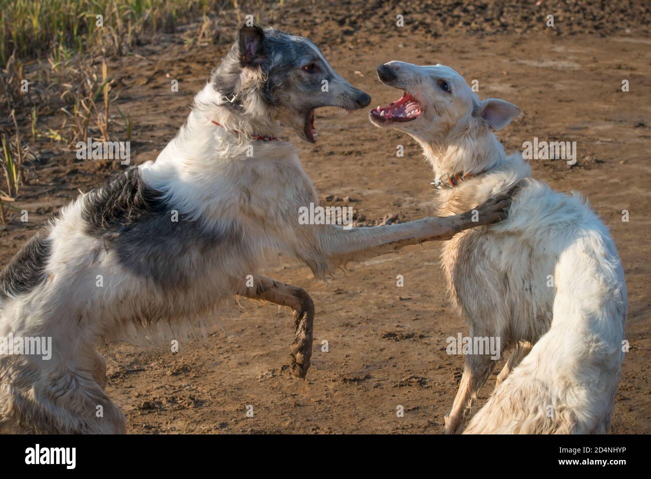 Borzoi Dog Hunting Wolves