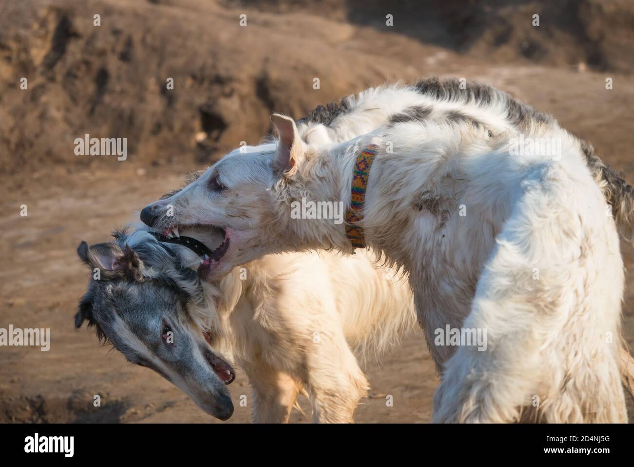 Does The Borzoi Have Rabies