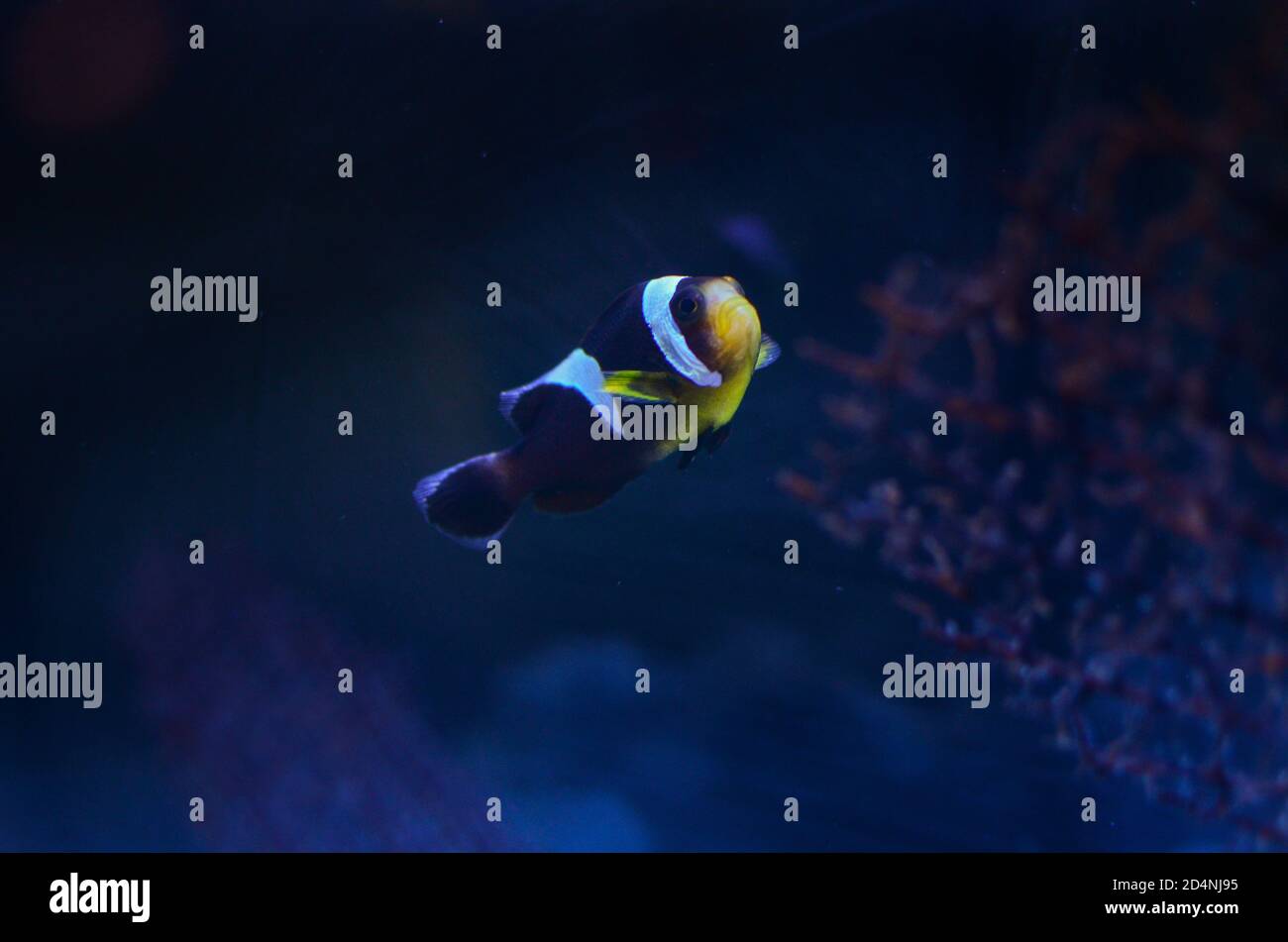 Closeup shot clownfish in hi-res stock photography and images - Alamy