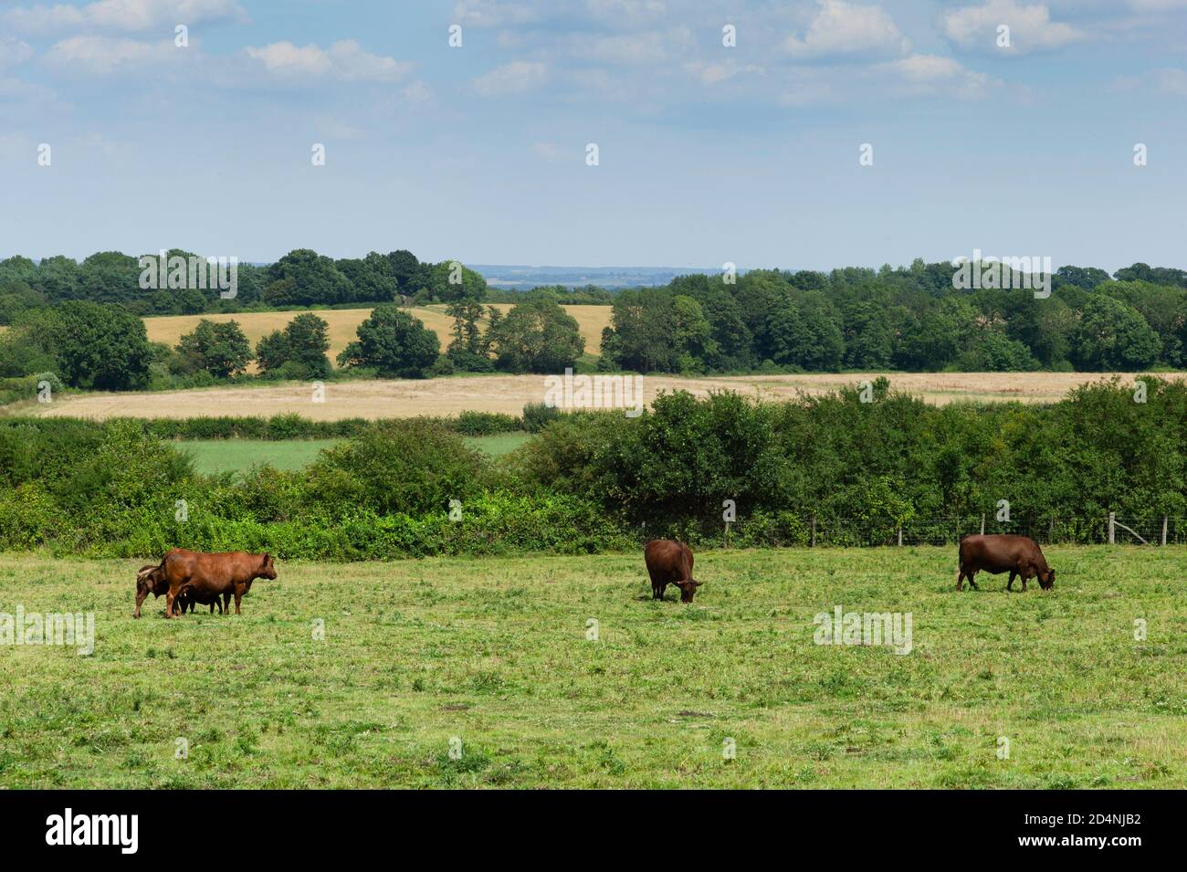 Typical english landscape hi-res stock photography and images - Alamy