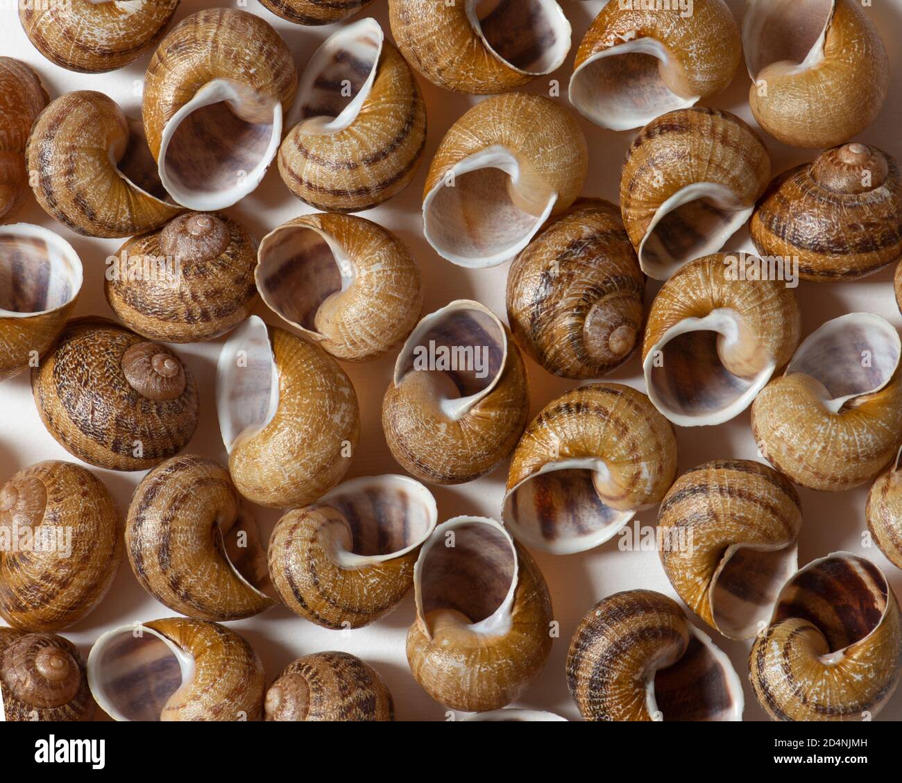 Empty escargot snails shells on white background Stock Photo - Alamy