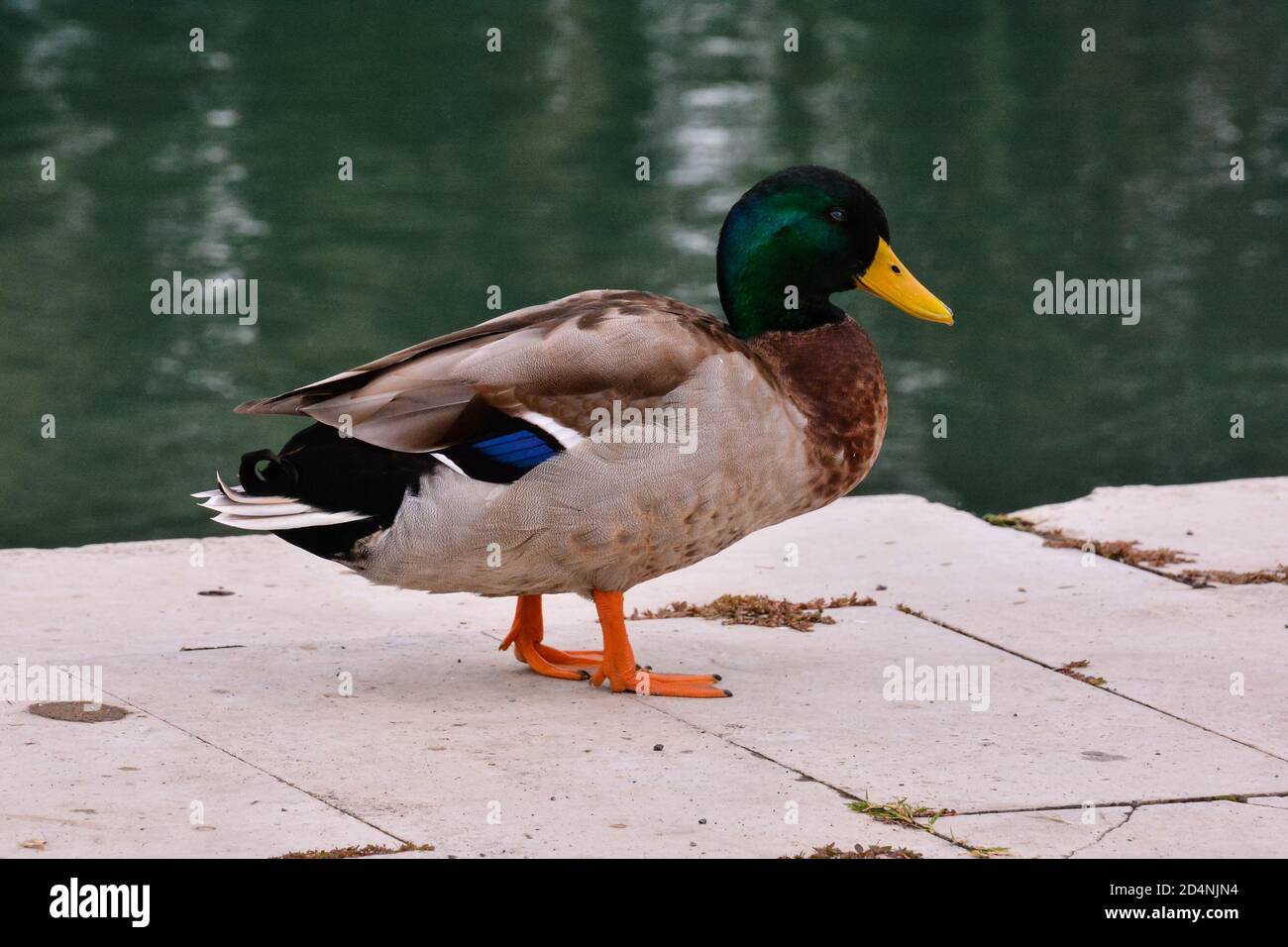 Water Bird Duck Stock Photo - Alamy