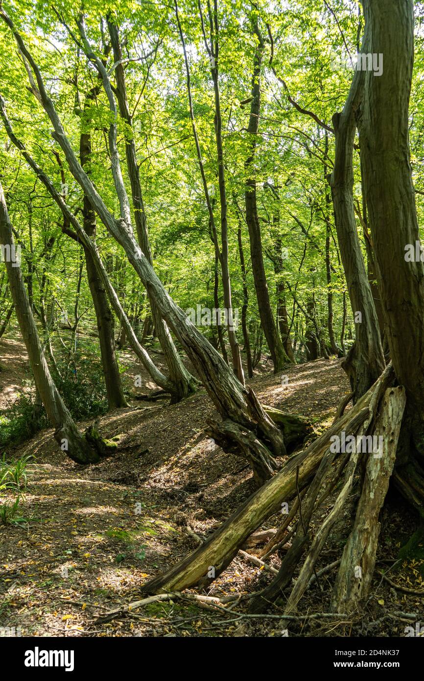 Autumn sun lit trees in woodland with shadows along path and den made ...