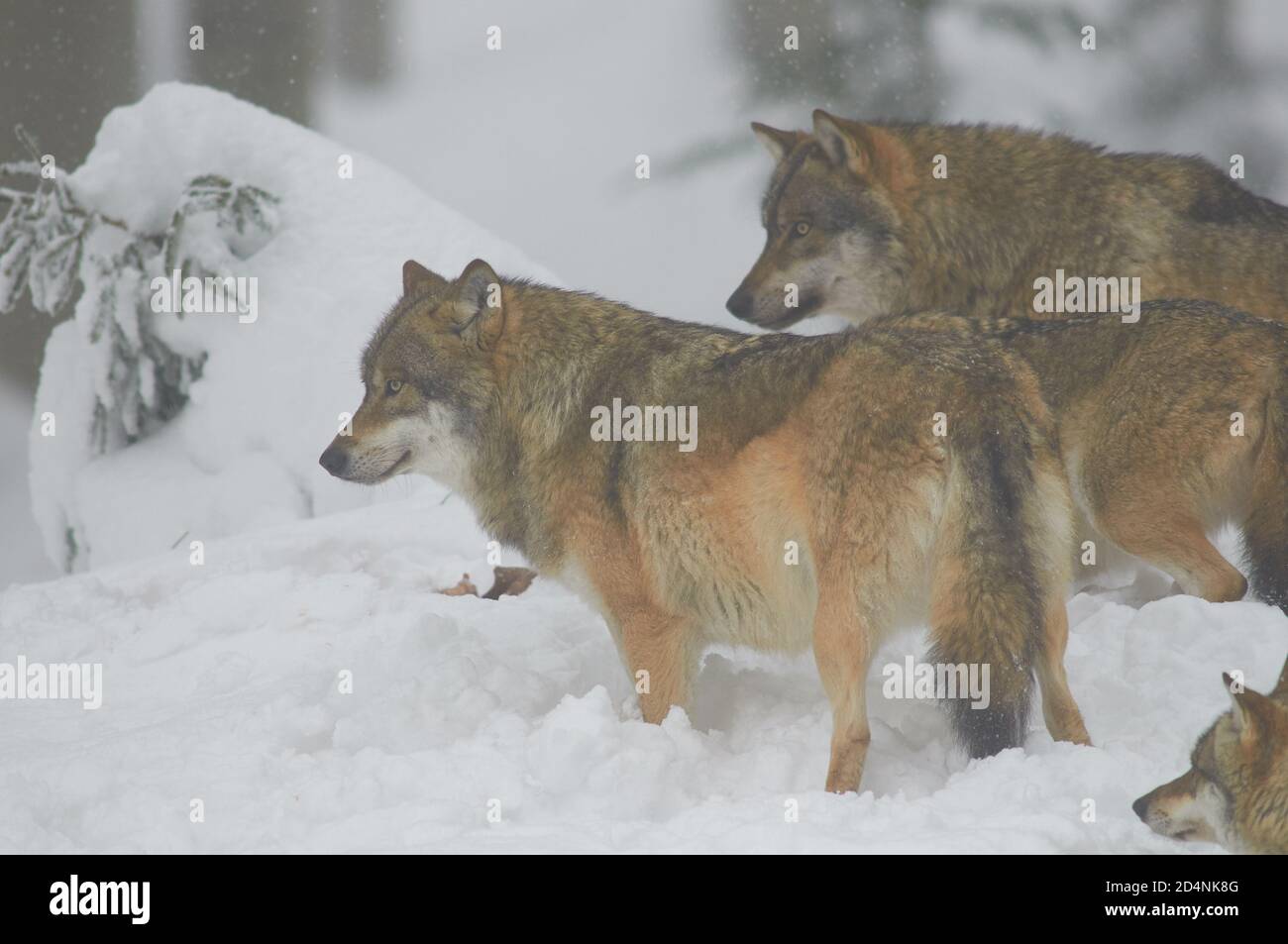 two wolves on the snow in the forest Stock Photo - Alamy