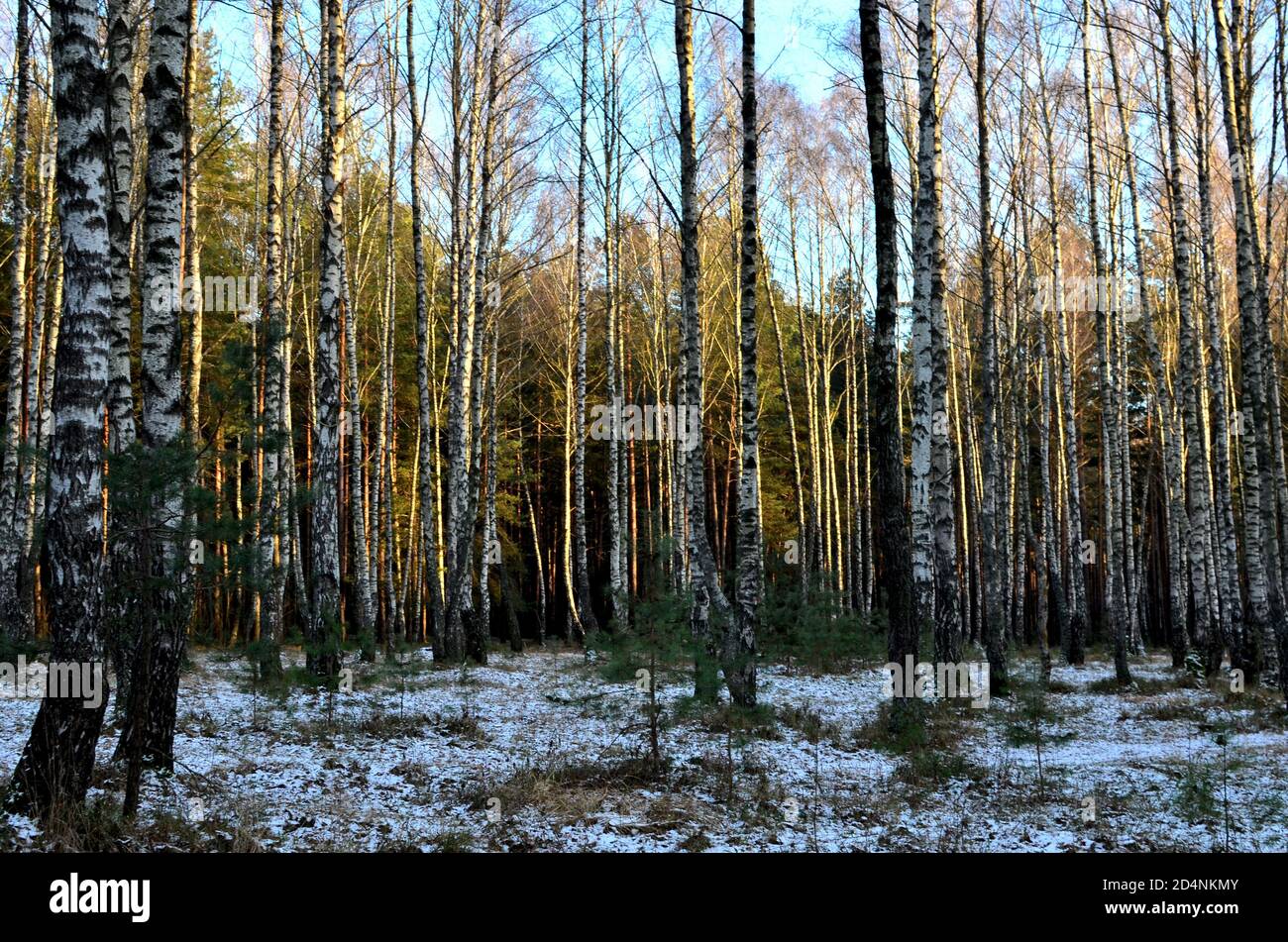 White birch trees in the forest , background, texture. The concept of ...