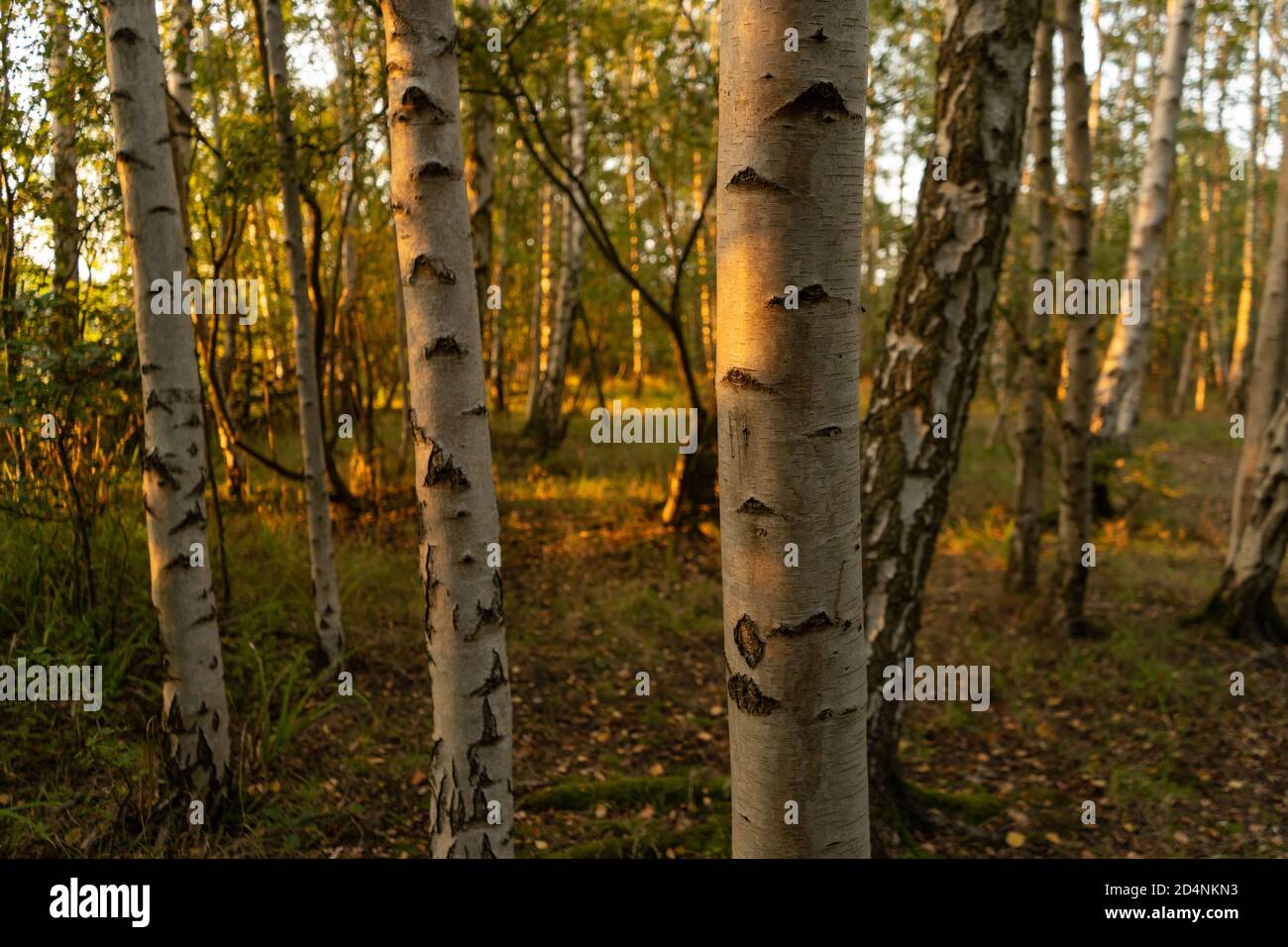 Silver birch trees at the beginining of autumn with beautiful dusk sun ...
