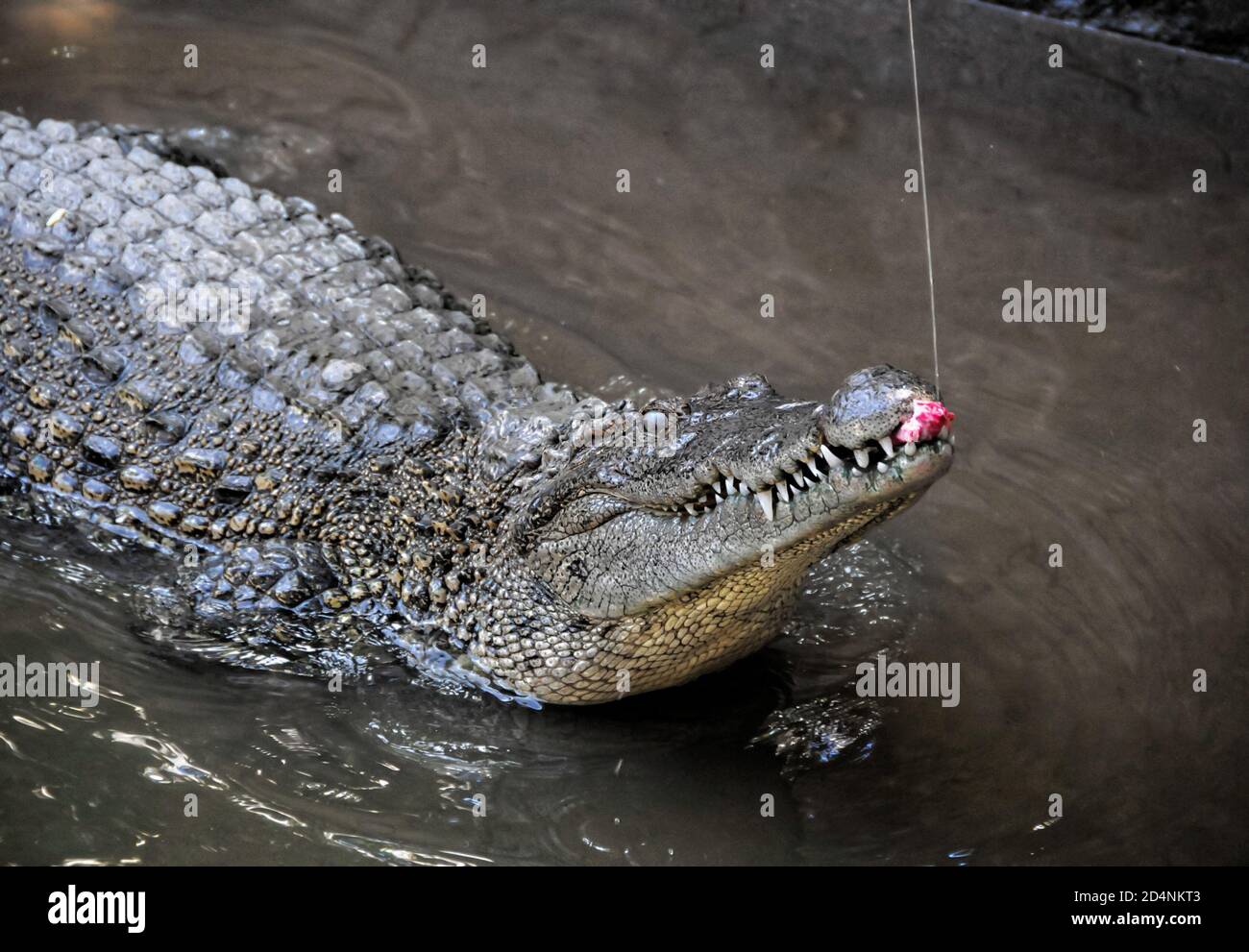Adult Dangerous Crocodile Stock Photo - Alamy